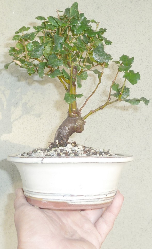 Coast Live Oak Bonsai Shohin Dwarf Fat Trunk Nice Nebari Quercus ...