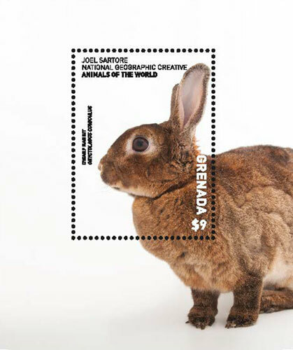 Grenada 2017 - Rabbit - Animals of the World - National Geographic - S ...