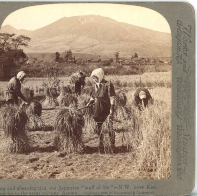 JAPAN, Cutting & Sheaving Rice, The Staff of Life--Underwood Stereoview ...
