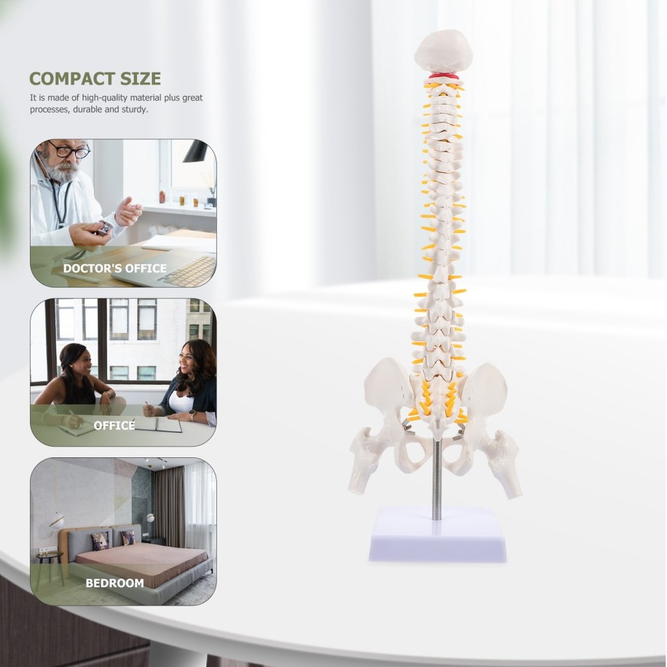 1Pc Human Spine Model with Intervertebral Discs for Medical Education ...