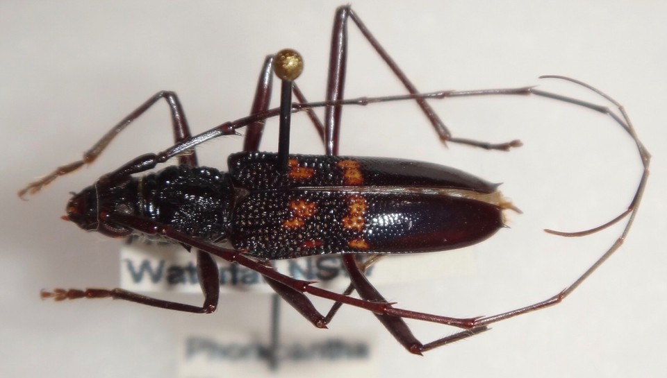 Cerambycidae Phoracantha species Longhorn Beetle Australia #115 Insect ...