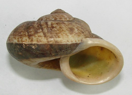 CYCLOPHORUS DODRANS 56.49mm BEAUTIFUL RARE SPECIMEN South Guangxi, China 2006 | eBay