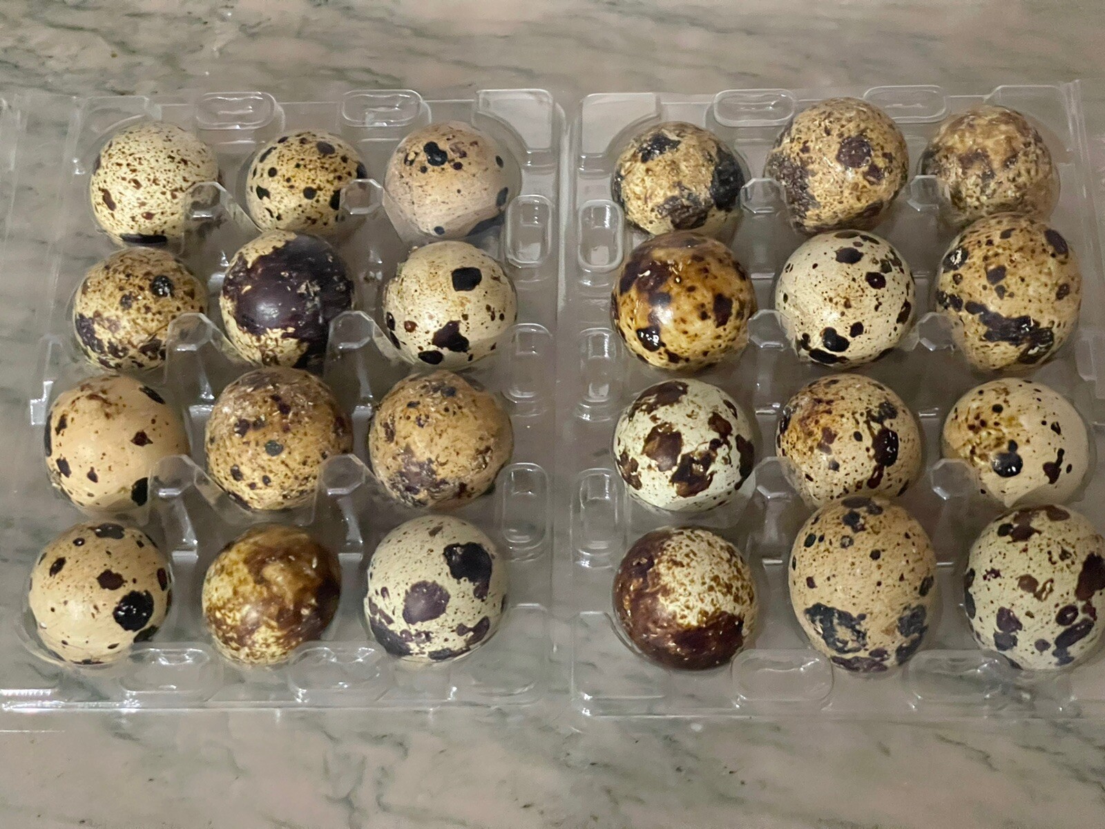 60 +++ Fertile Large Jumbo Coturnix Quail Hatching Eggs | eBay