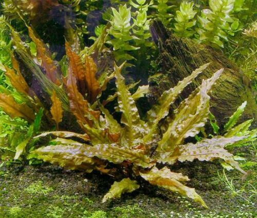 3X Cryptocoryne Wendtii Red Crypt Wendtii Live Aquarium Plants BUY 2 ...