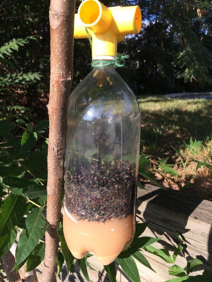 Flies Be Gone THE MONSTER Reusable Non-Toxic Soda Bottle Fly Trap Kit ...