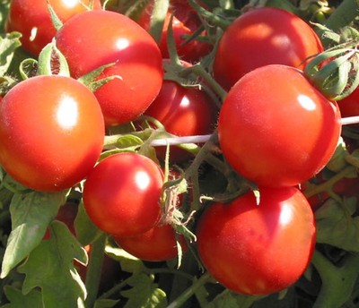 Tomato Seeds 50 Red Russian Tomato Seeds Vegetable Seeds Heirloom ...