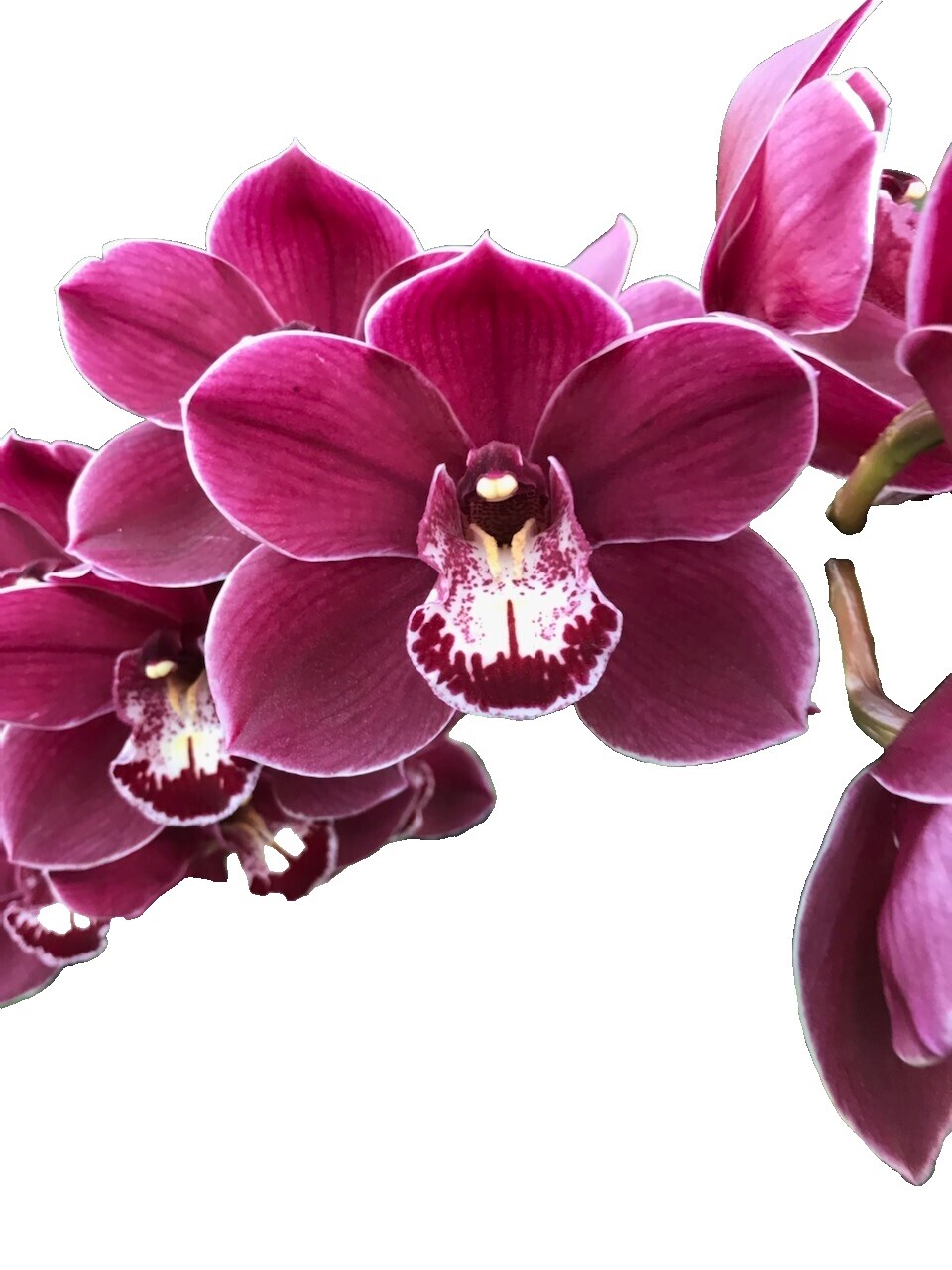 Cymbidium Orchids Plants | eBay Australia