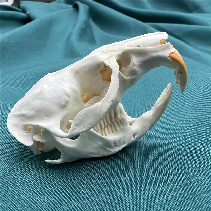 Muskrat Skull Vs Beaver Skull