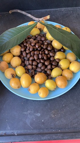 10 Loquat Seeds Japanese Plum Eriobotrya Japonica Organic Fresh 2024 | eBay