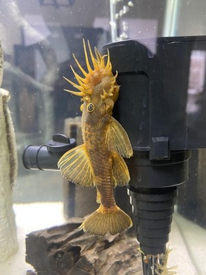 Adult Male Calico Bushy Nose Pleco 3-5 Inch. Proven Breeder (2nd Day ...