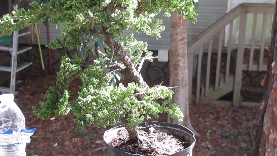 SPECIMEN BONSAI TREE JUNIPER PROCUMBENS NANA/U9 | eBay