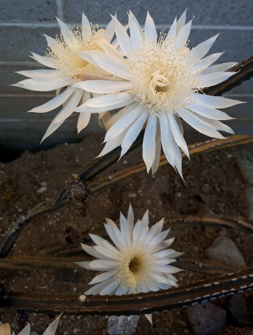 PENIOCEREUS GREGGII *25 seeds* Night Blooming Cereus Tuber Caudex ...