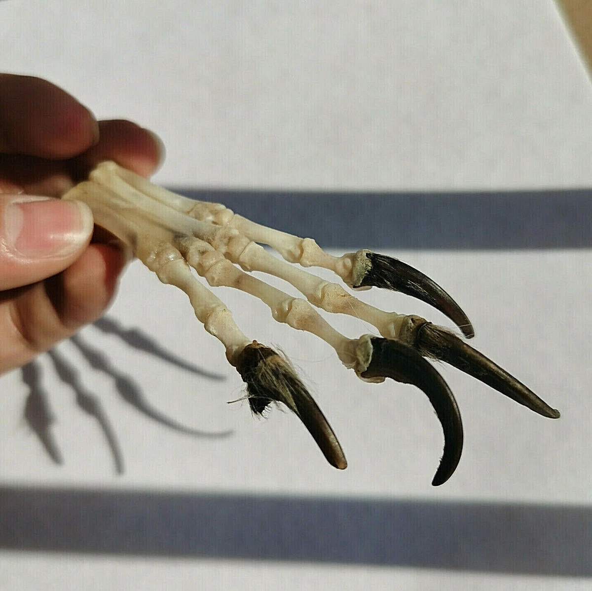 Tribal Fox Paw