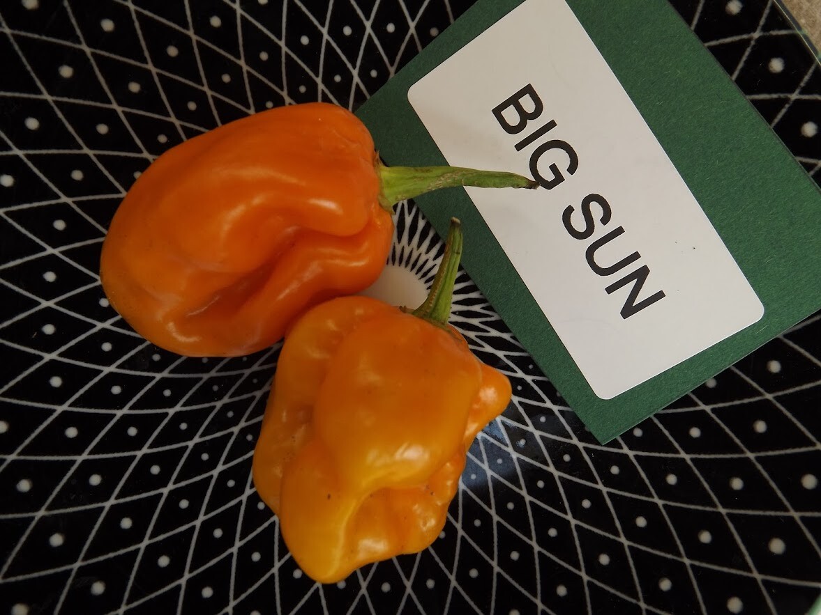 Habanero Big Sun Chili 5+ Samen - Saatgut - Seeds - Gemüsesamen Ch 170 ...