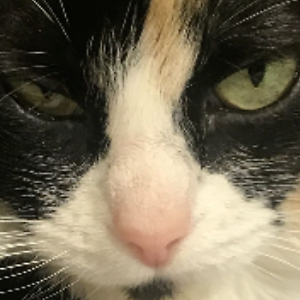 CALICO RECORDS AND CDs | eBay.de Shops