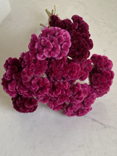 COCKSCOMB Celosia DRIED FLOWERS Bunch BOUQUET Bundle Wedding ...