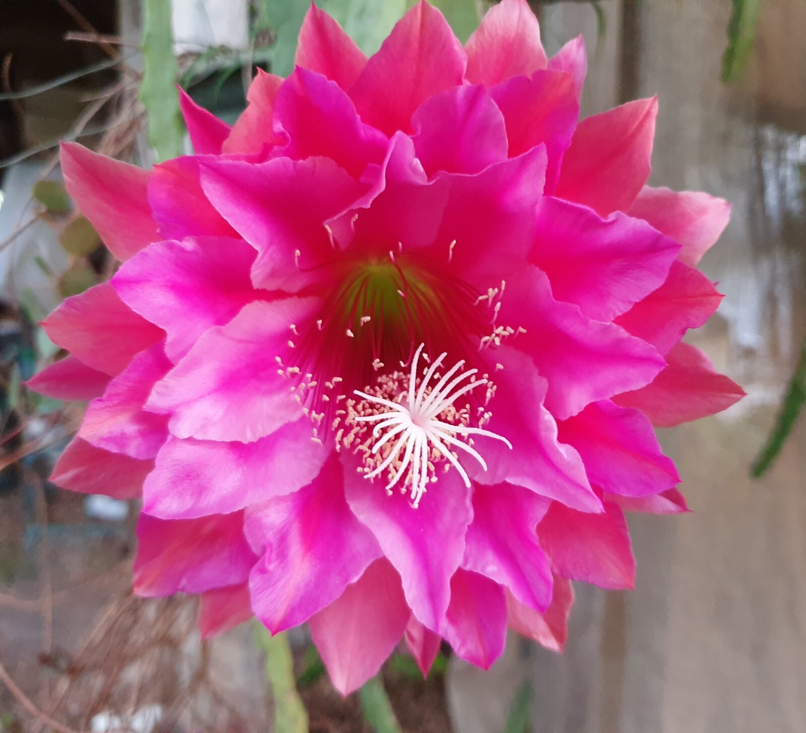 EPIPHYLLUM MOOSKA FARM. Cutting. (((KIWI TREASURE BOX ))) REG ESA | eBay