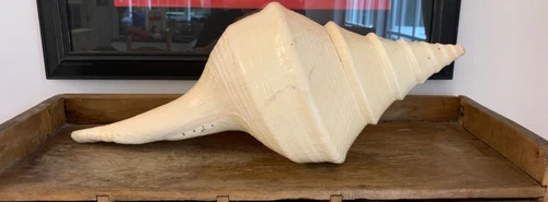 The Most Valuable Seashells (Rarest Sold For $8,000+) - VIP Art Fair