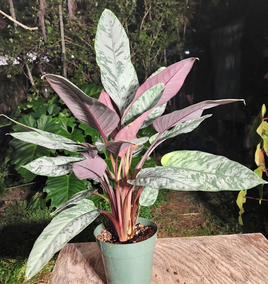 Apoballis acuminatissima lavaille Red Sword Plant in 6" Pot 20" Tall 20 ...