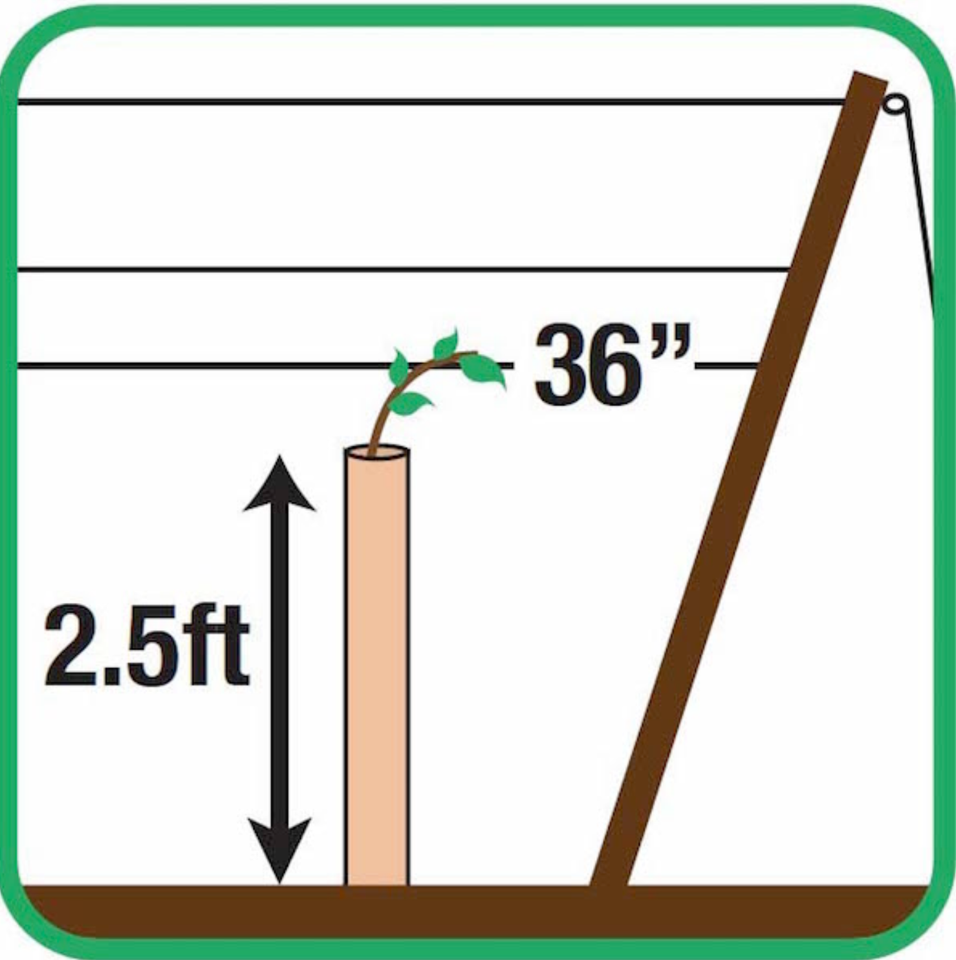 Grow Tubes For Vines Vineyards Orchard Plantra Jump Start | eBay
