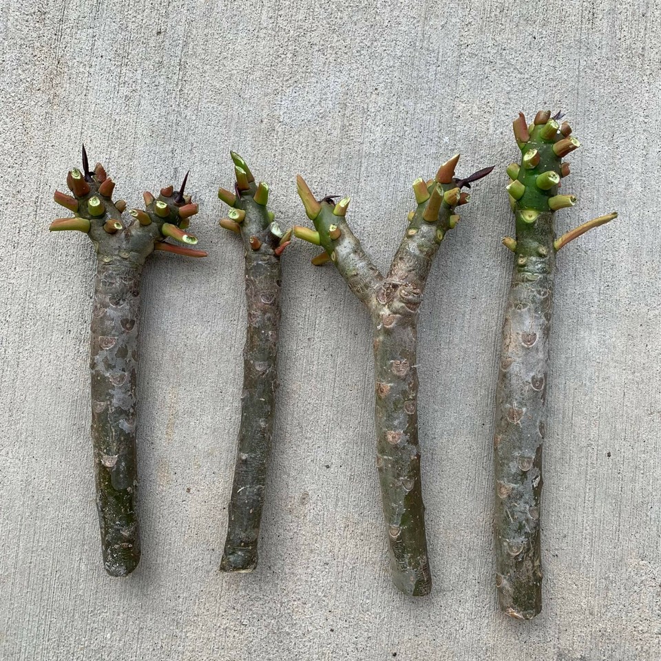 FRANGIPANI / Plumeria Fruit Salad (20-25cm Cutting) | eBay Australia