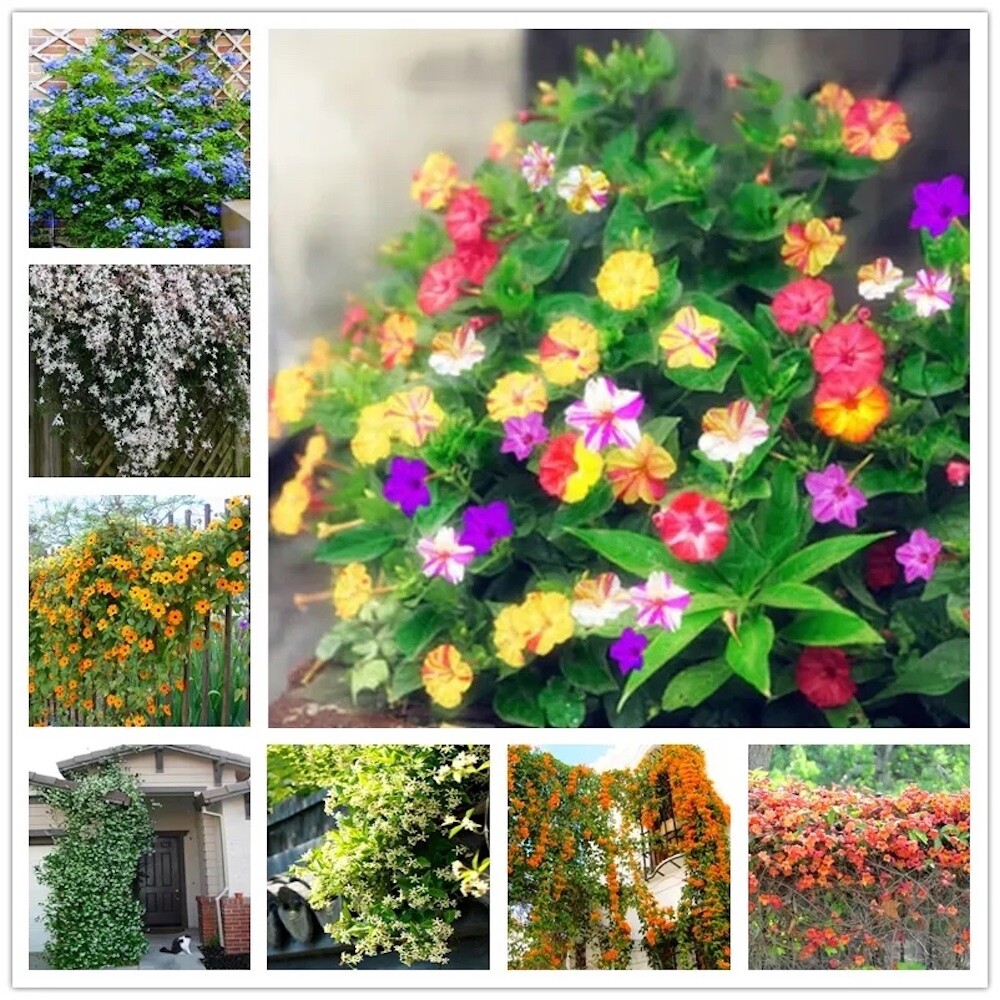 20 EXOTIC RARE JASMINE SEEDS for garden flower plant bush USA SELLER ...