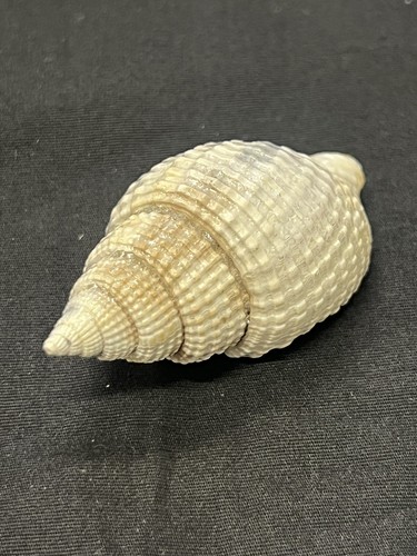 RARE Fossilized NUTMEG Shell From Central Florida, Pliocene Era. | eBay