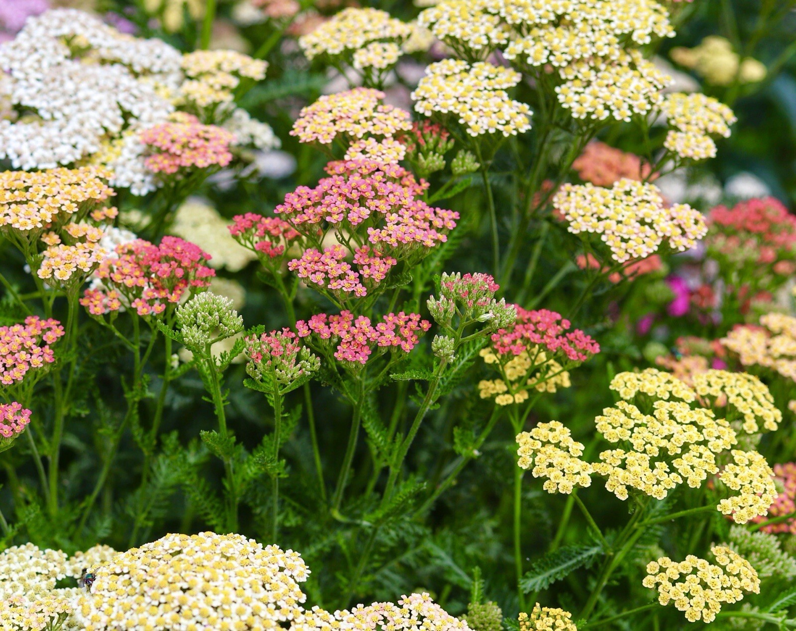 Yarrow Summer Pastel Mix Achillea Millefolium - 1600x Seeds - Perennial ...