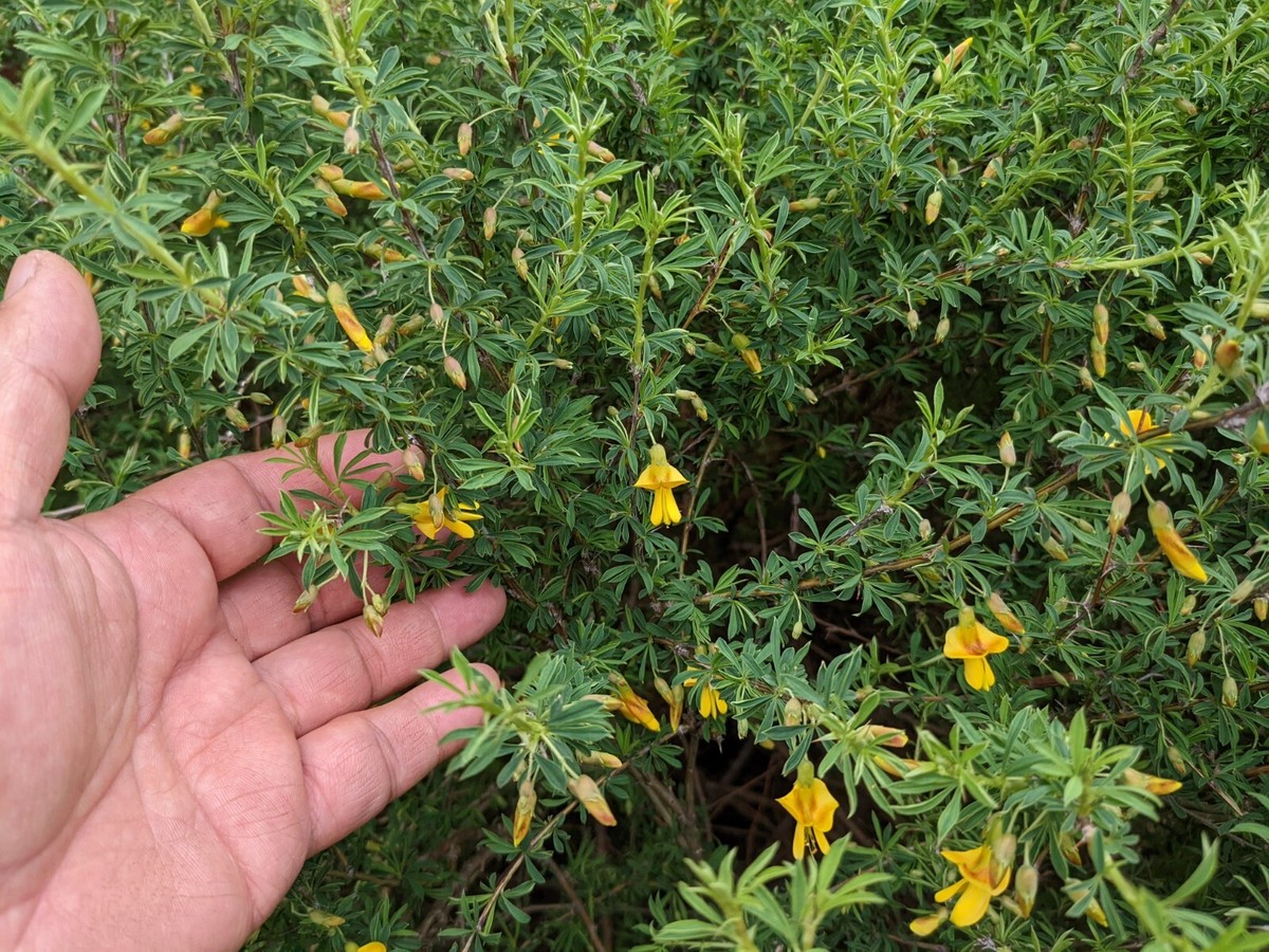 Pygmy Peashrub Caragana Microphylla Littleleaf Peashrub | Garden