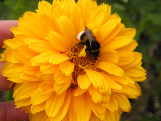 50 SUMMER SUN SUNDROPS Yellow Heliopsis Scabra False Sunflower Flower ...