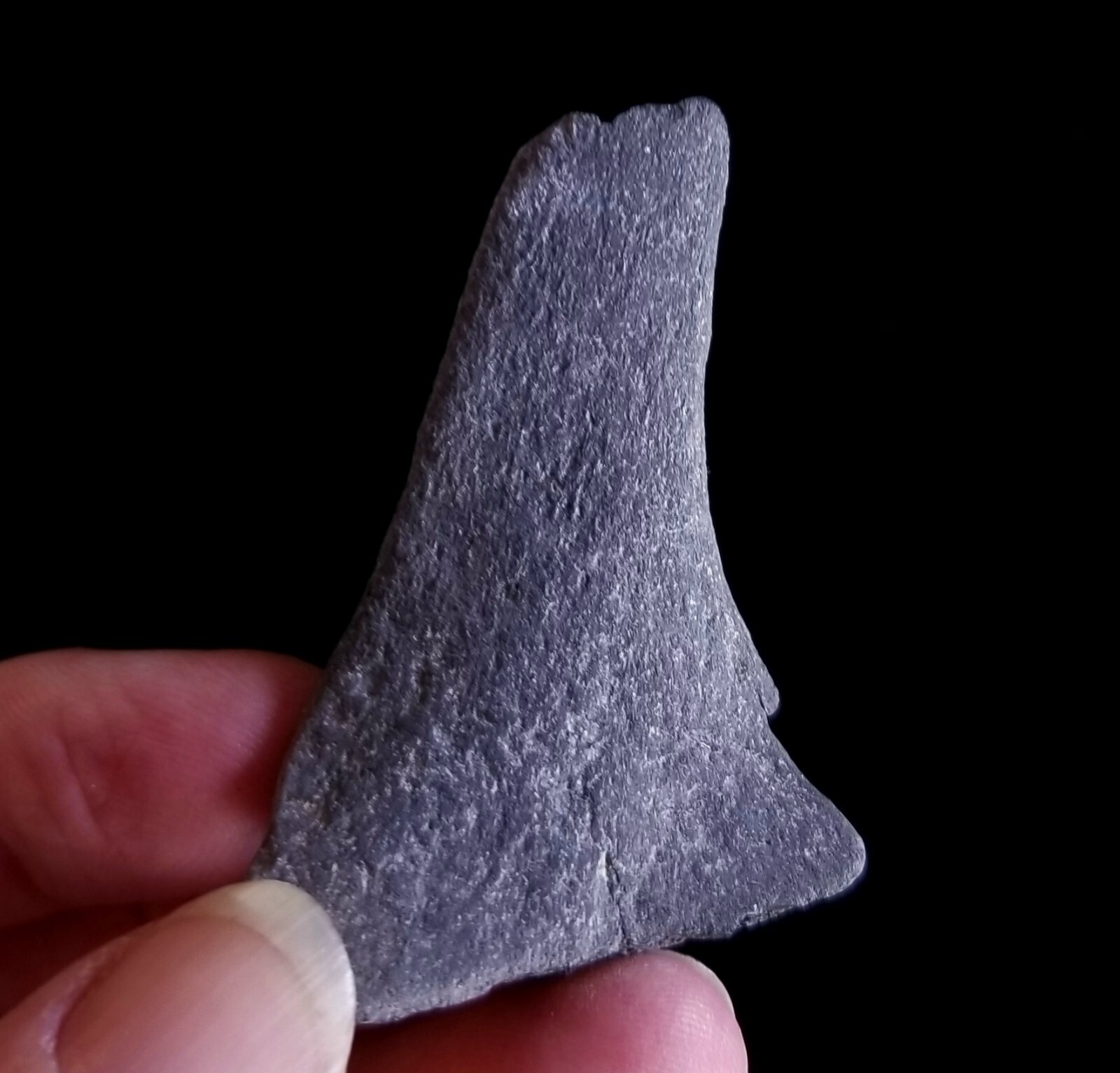 16 Calvert Cliffs MD Fossil Lot Shark Whale Dolphin Bone Teeth Early ...