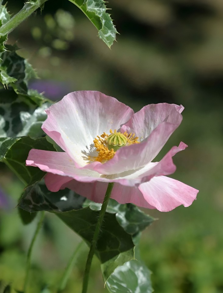 1,000 Amphora Poppy Seeds –P. Somniferum - Stunning Frilly White and ...