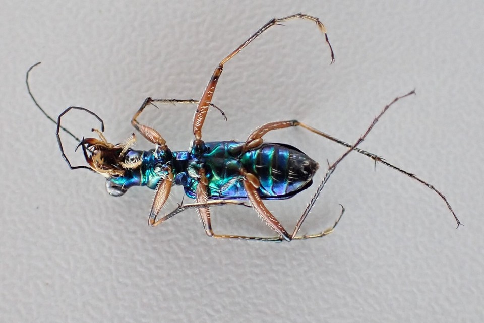 j12919. Insects, Cicindelidae sp. Vietnam, Lam Dong | eBay