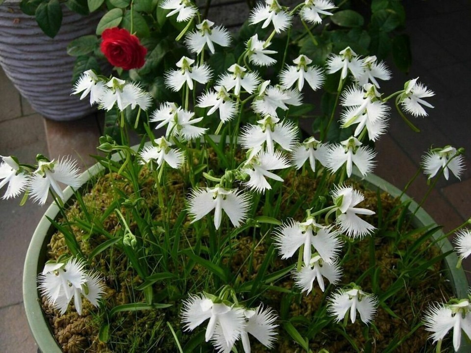 Japanese Radiata White Egret Orchid Flower 50Pcs Seeds...(#5422) | eBay