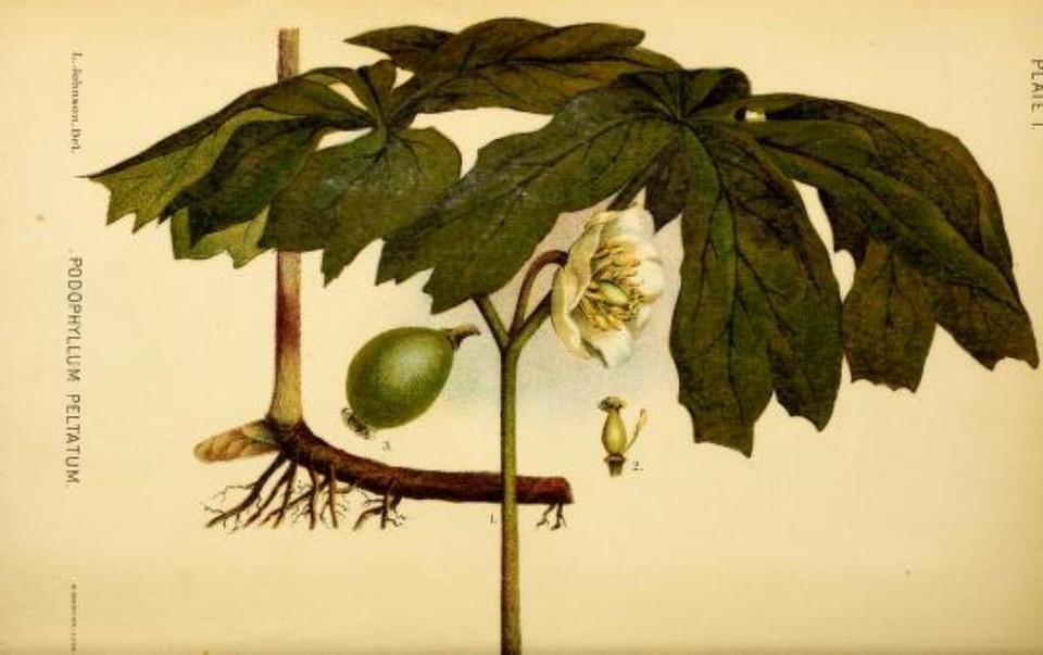 438 RARE OLD HERBAL REMEDY BOOKS ON DVD - PLANTS MEDICAL BOTANY ...