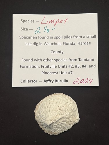RARE Fossilized LIMPET Shell From Central Florida & BONUS Shell. | eBay