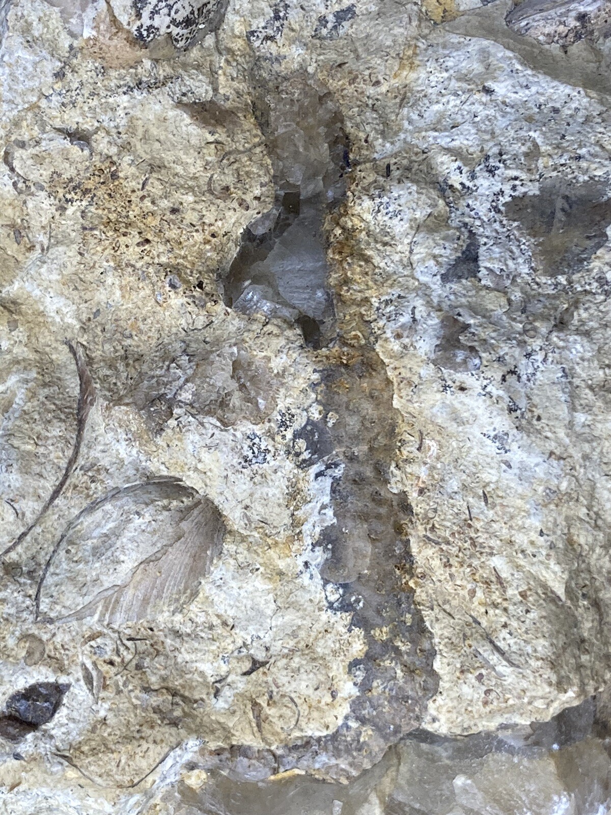 Fossil Specimen, Bivalve Bed with Quartz and Dendritic Formations ...