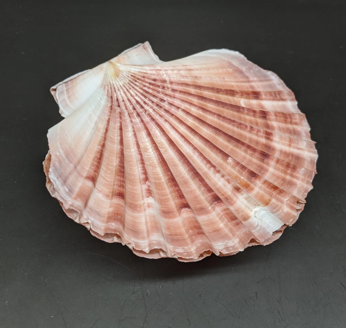 Pecten Maximus