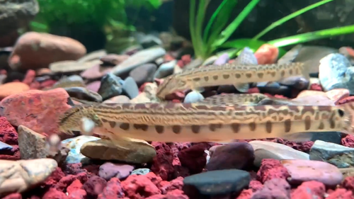 ⛳3 Pack ⛳ Spiny Loach⛳ Live Freshwater Aquarium Fish⛳Algae Eater ...