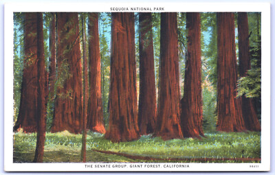 Postcard CA The Senate Group Trees Giant Forest Sequoia National Park ...