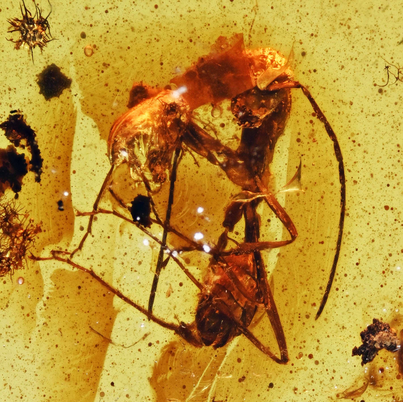 Extinct Sphecomyrma Ant carrying insect, Fossil inclusion in Burmese ...