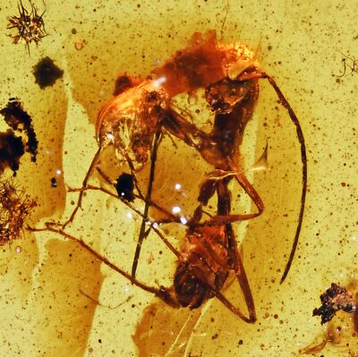 Extinct Sphecomyrma Ant carrying insect, Fossil inclusion in Burmese ...