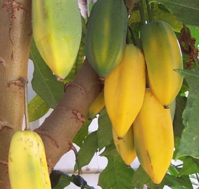 Carica Pubescens - Cold Tolerant Mountain Papaya - 100 Seeds | eBay