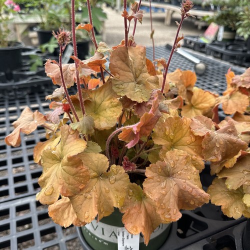 Northern Exposure Amber Coral Bells Heuchera ‘TNHEUNER’ #29,397 1gal ...