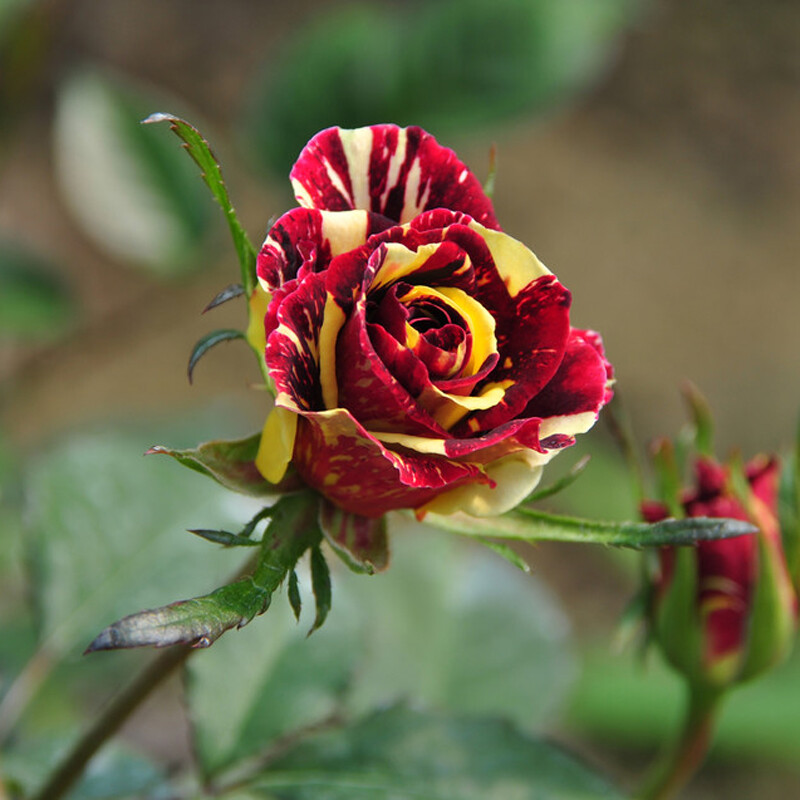 Rose cuttings Abracadabra rose 5 dormant cuttings-rare and unusual ...