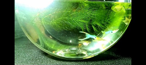 (5) Japan Blue Double Long Sword Endler Fry. Freshwater Livebearer Easy ...