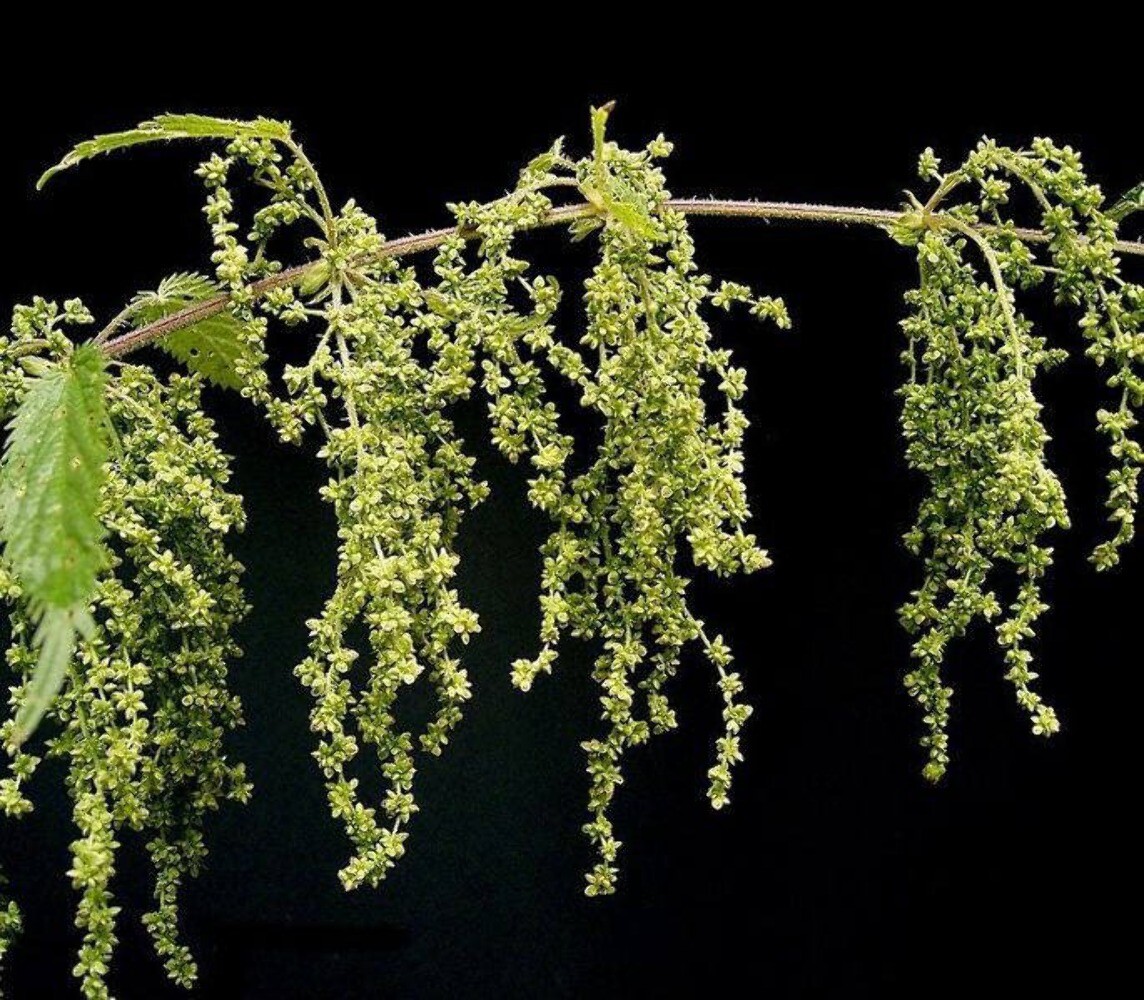 200 STINGING NETTLE Urtica Dioica (Common, California, Bull Nettle ...