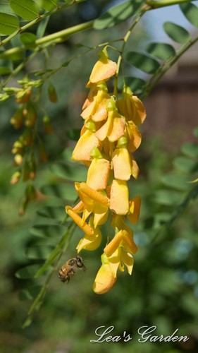 rattlebush (Sesbania drummondii)—200 seeds ($3.00-$4.00) | eBay