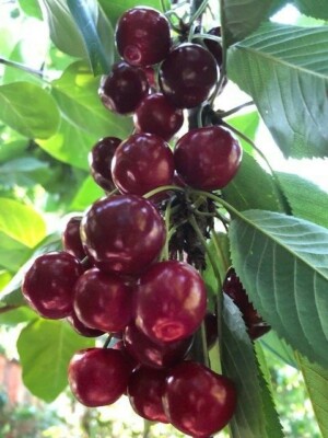 30 Stems Red Cherry Unrooted Fruit Tree Cuttings/scions | eBay