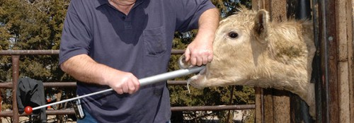 Nebraska Multiple Balling Bolus Gun Cattle Cows Feedlot hold 5 boluses ...